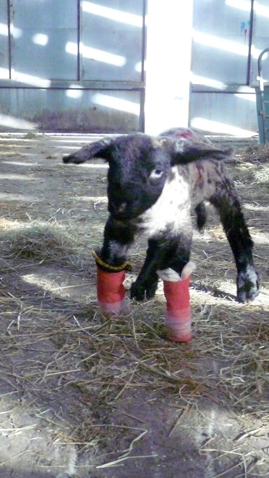 Lamb Walking On Knuckles/ Contracted Tendons