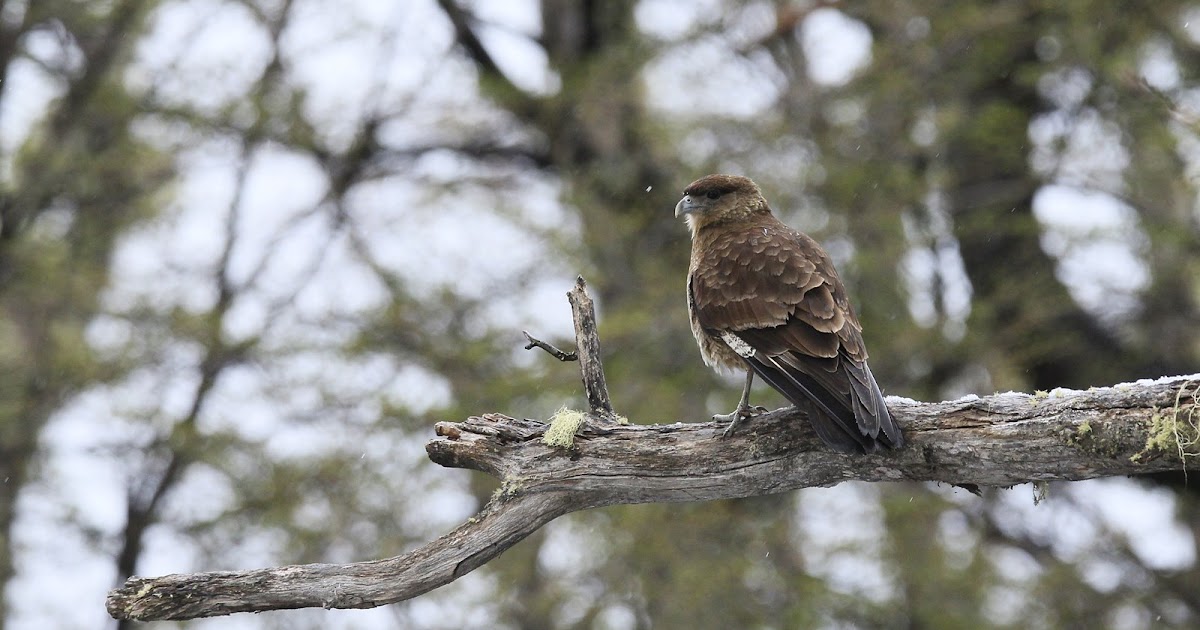 Aves de Argentina: Adulto de chimango alimentando a un juvenil