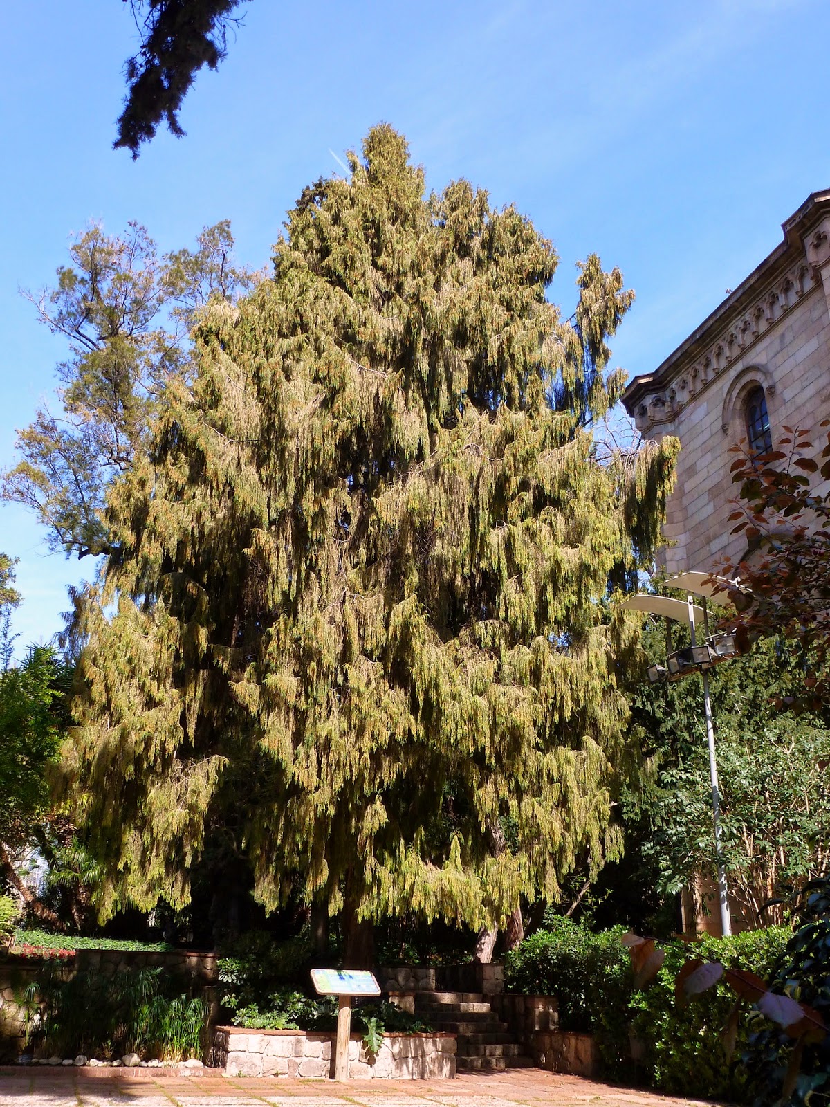 Árboles con alma: Ciprés fúnebre. Ciprés llorón chino. (Cupressus funebris)