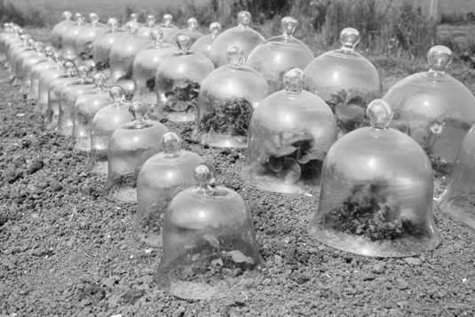 homework: Etceteras: diy bell or cloche jars