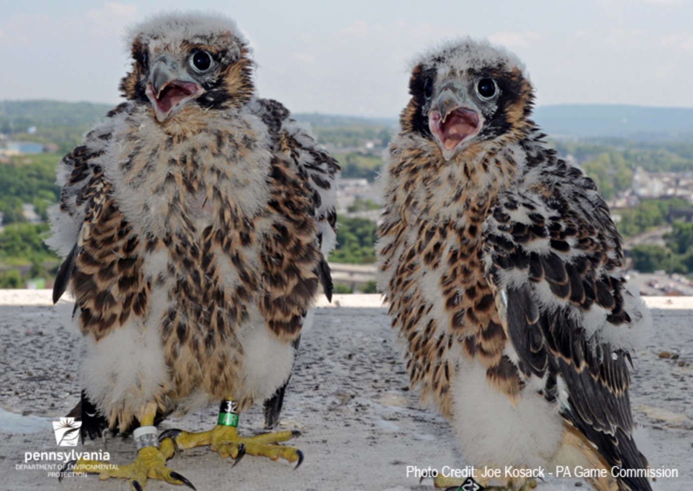 PA Environment Digest Blog: Time To Watch Young Peregrine Falcons In ...
