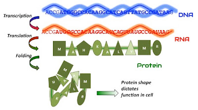 Science On The Squares: Molecular Biology Primer: The Central Dogma