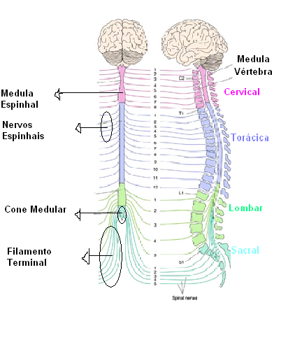Fisioterapia sem Mistérios : A Medula Espinhal e A Lesão Medular