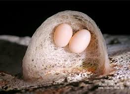 Aroma Apakah Yang Disukai Burung Walet ? - Burung Walet Kalimantan