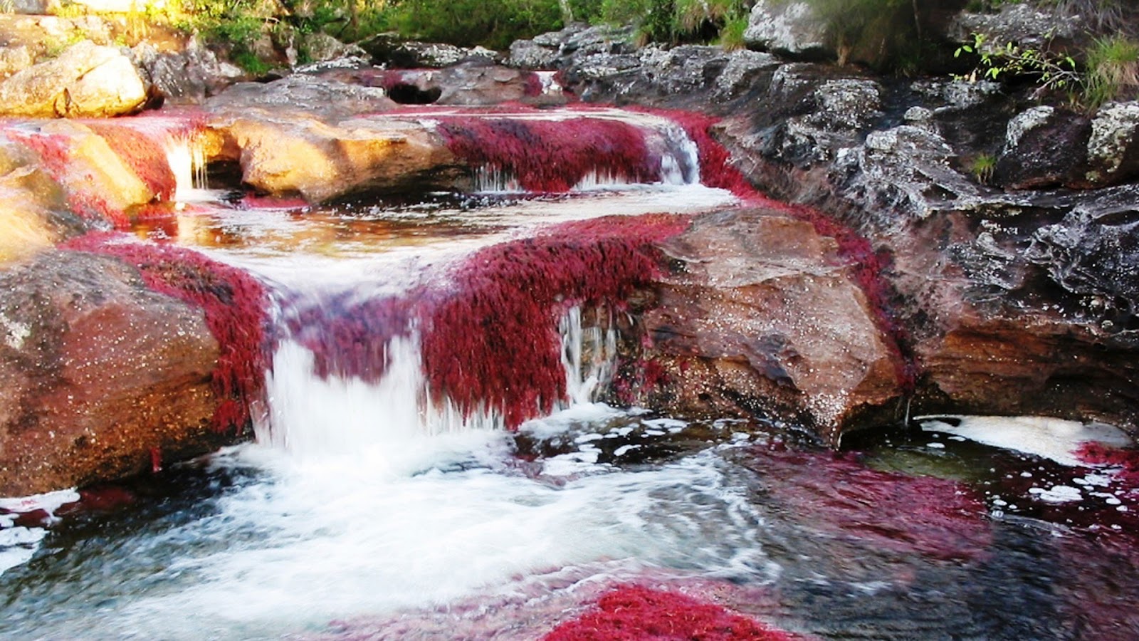 'Caño Cristales' o Río De 5 Cores | Panorama Eco