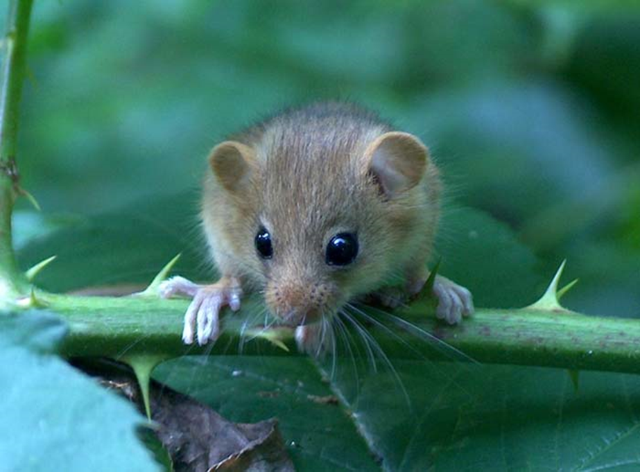 Basilan and Jolo: BASILAN AND JOLO FAUNA