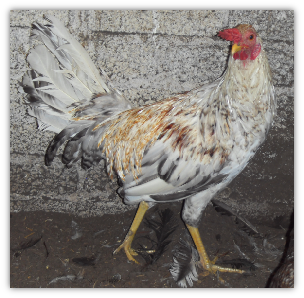 JI GALLOS: El gallo Bulico