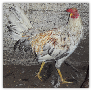 JI GALLOS: El gallo Bulico