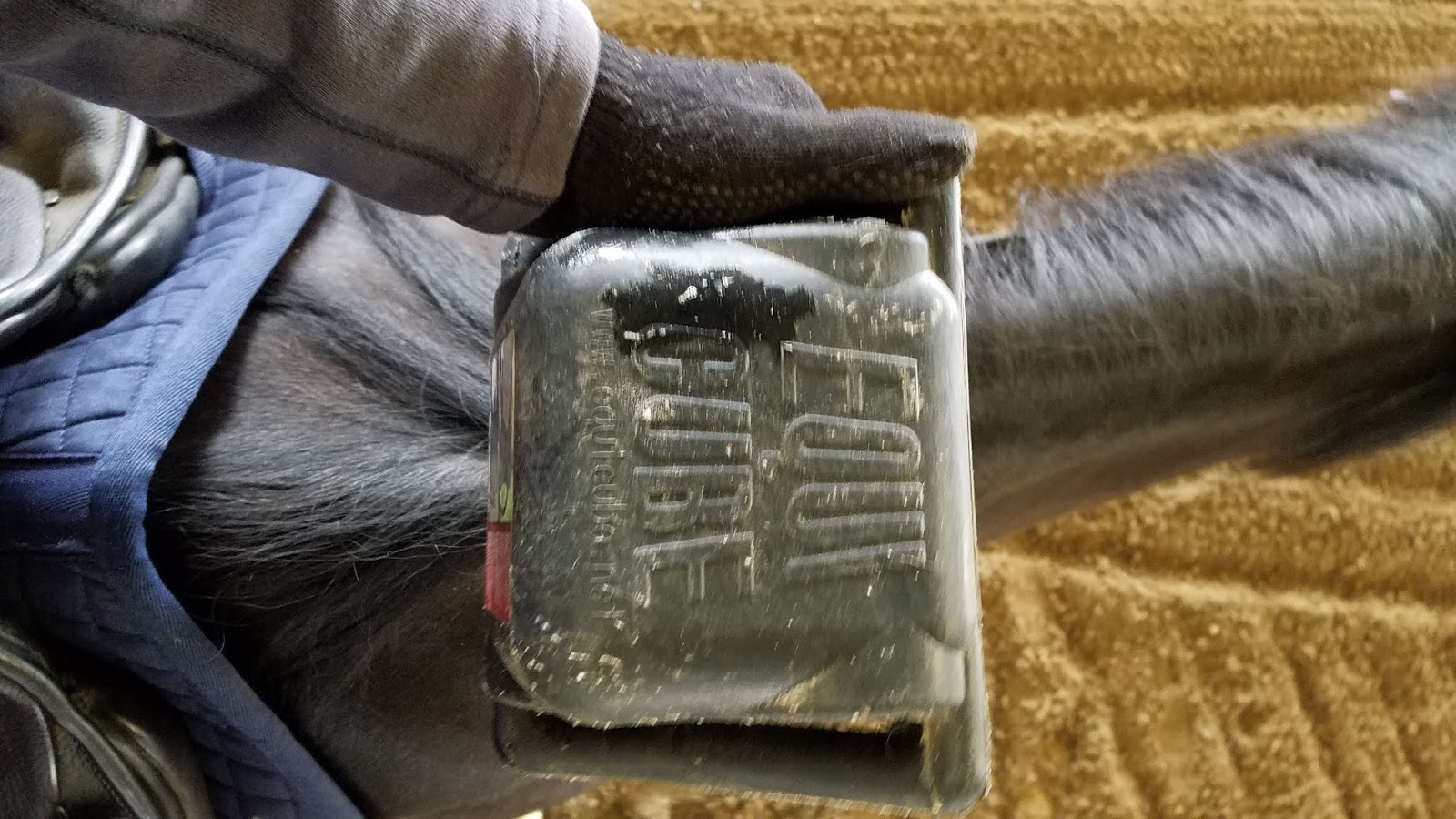 Training Cupid, my ex-racehorse: Equicube Review