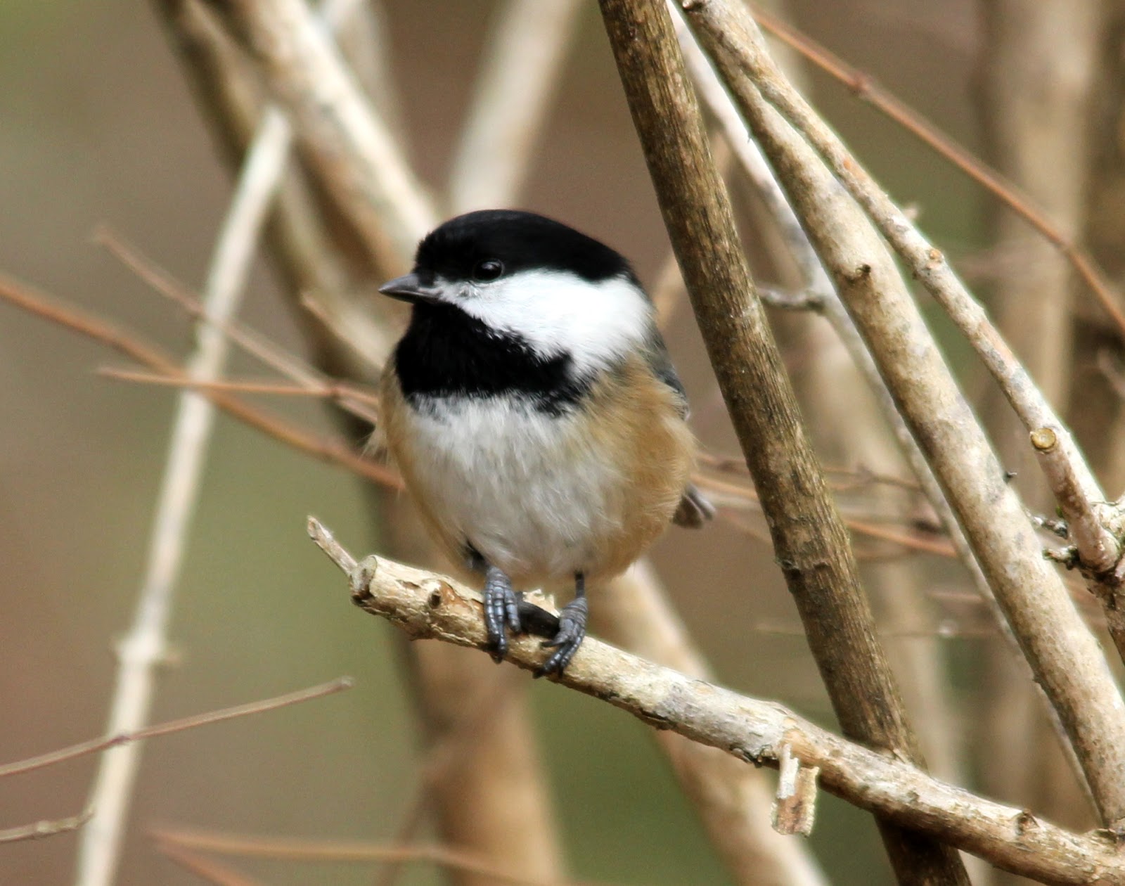 Here and There: Day 328 - 28th November 2017 - Chickadee, Red-Breasted ...
