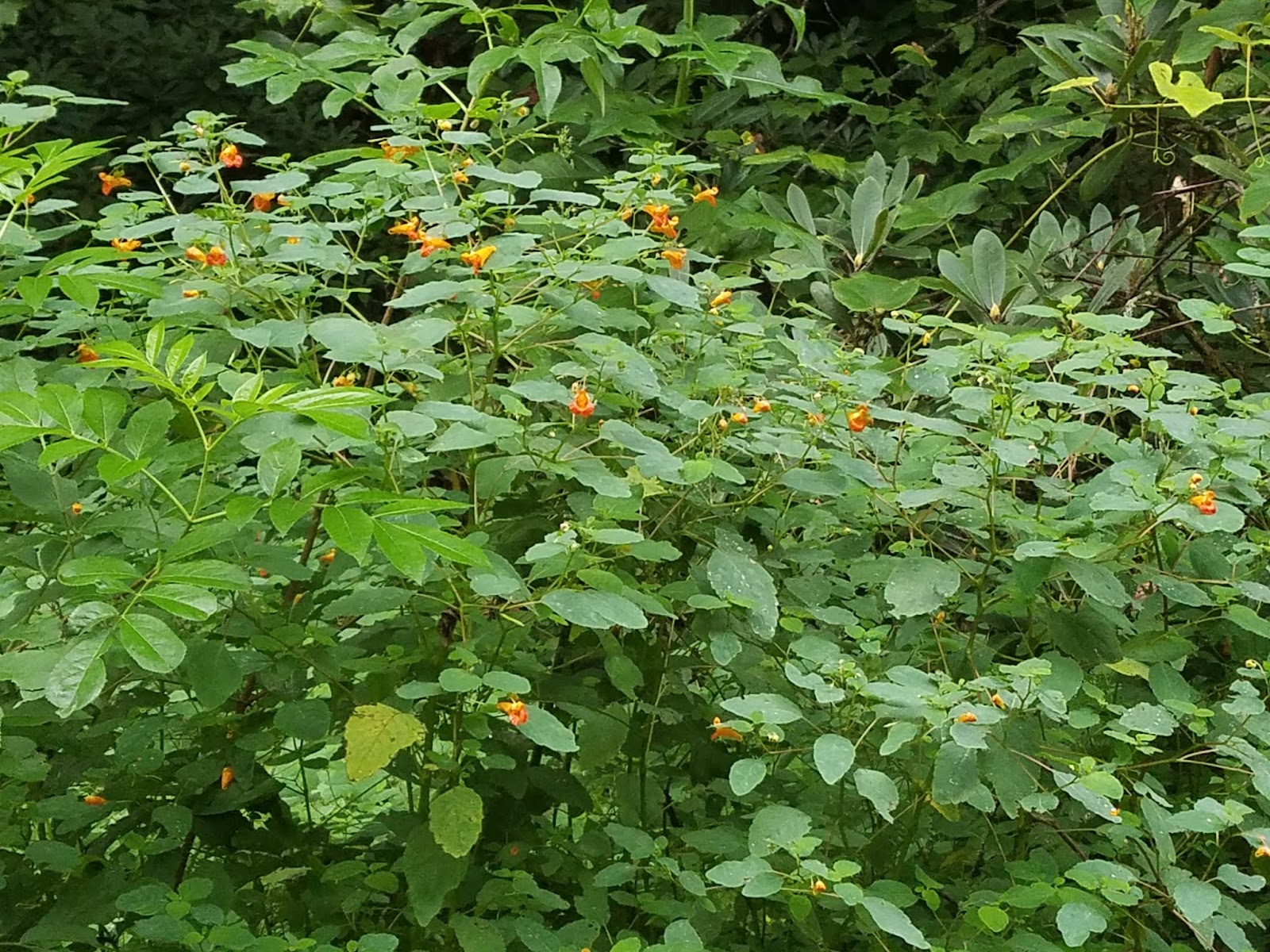A Mountain Herbal: Featured Plant: Jewelweed