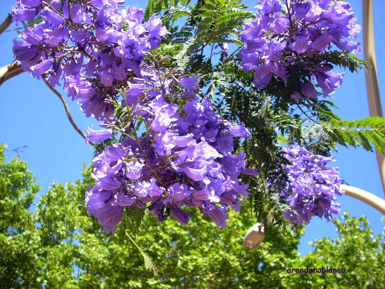 parquealamillo-encinarosa: Jacaranda ovalifolia / Jacaranda mimosifolia ...