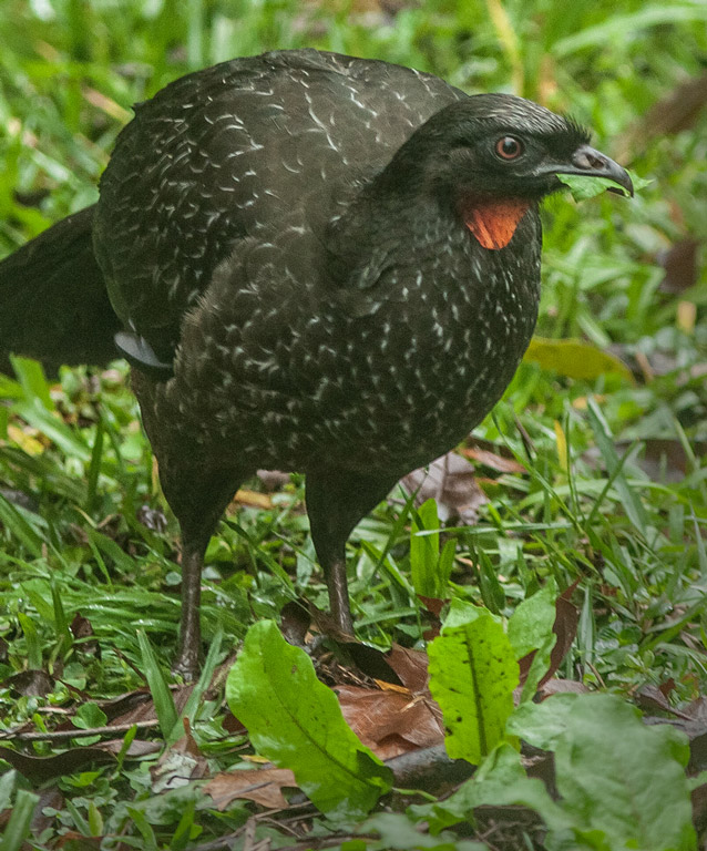 Reserva Rio das Furnas: Late Jacu, late!