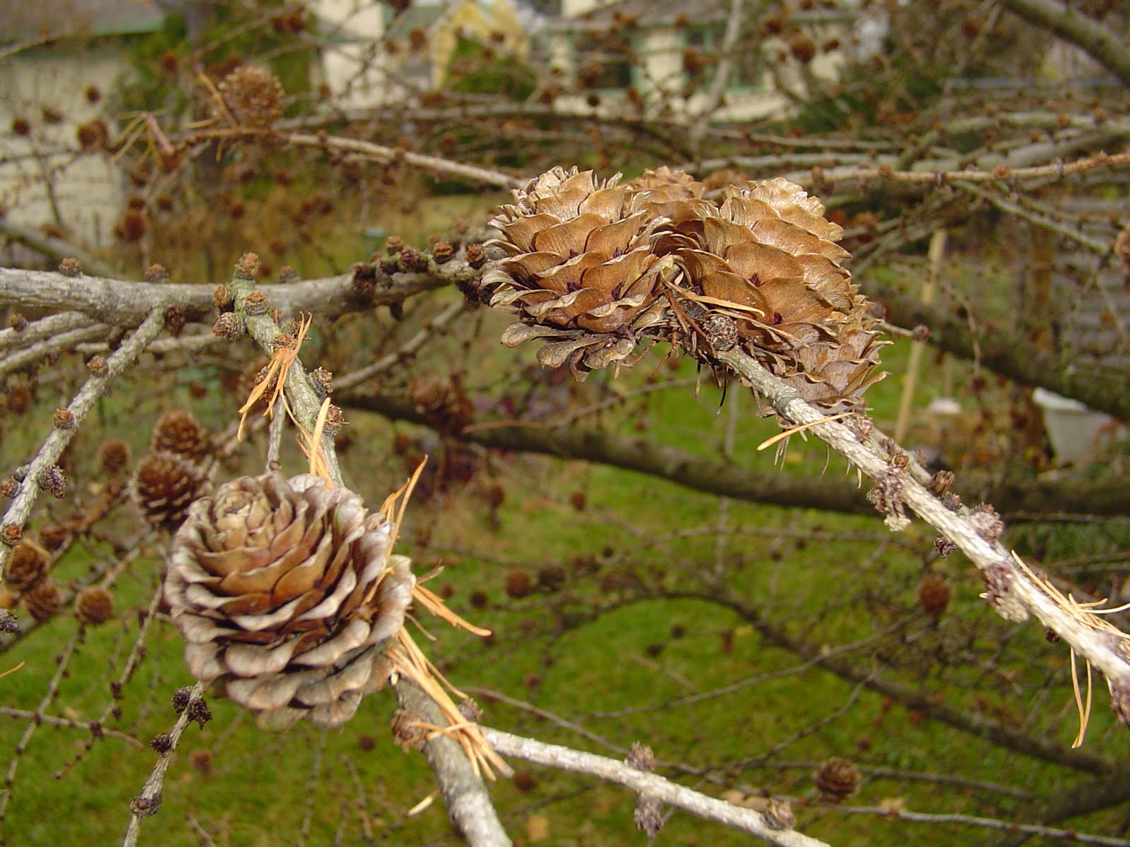 Trees Planet: Larix kaempferi - Japanese Larch