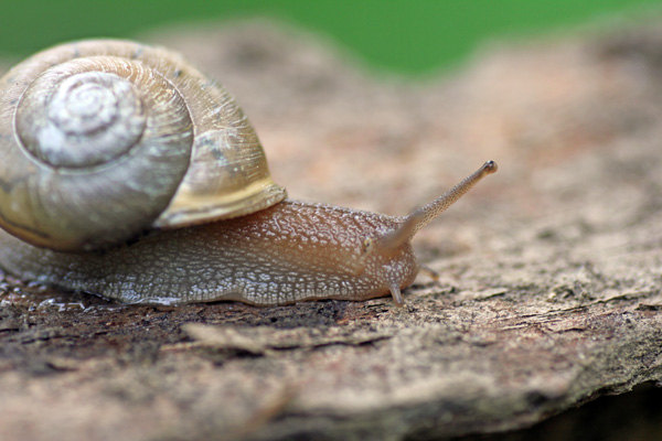 MObugs: Brown Garden Snail