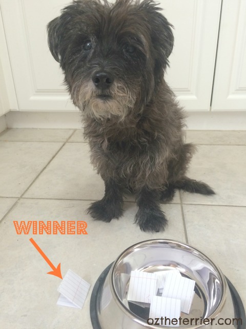 Blogville Recruit A Pal Drawing | Oz the Terrier - Lifestyle Dog Blog