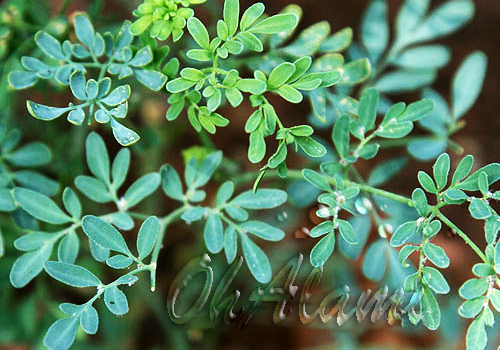 Mengenal Manfaat (Khasiat) Tumbuhan Inggu Untuk Kesehatan