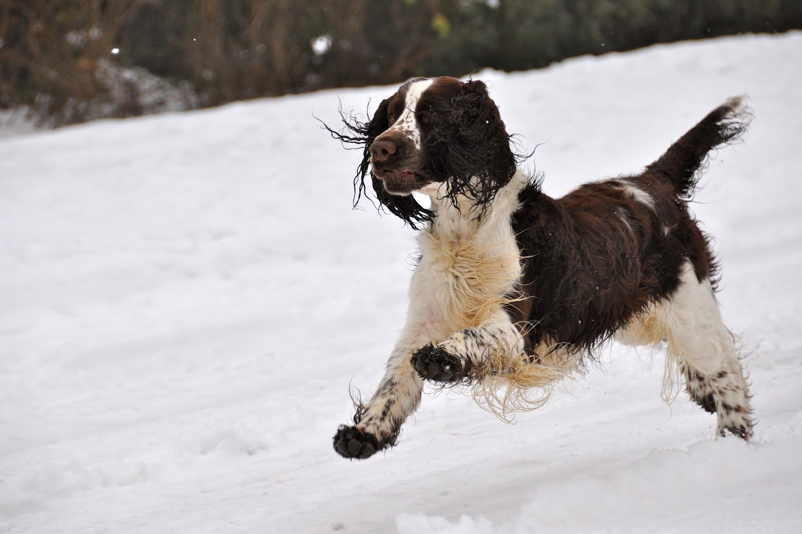 MUPTIES ENGLISH SPRINGER SPANIEL: Snow.....