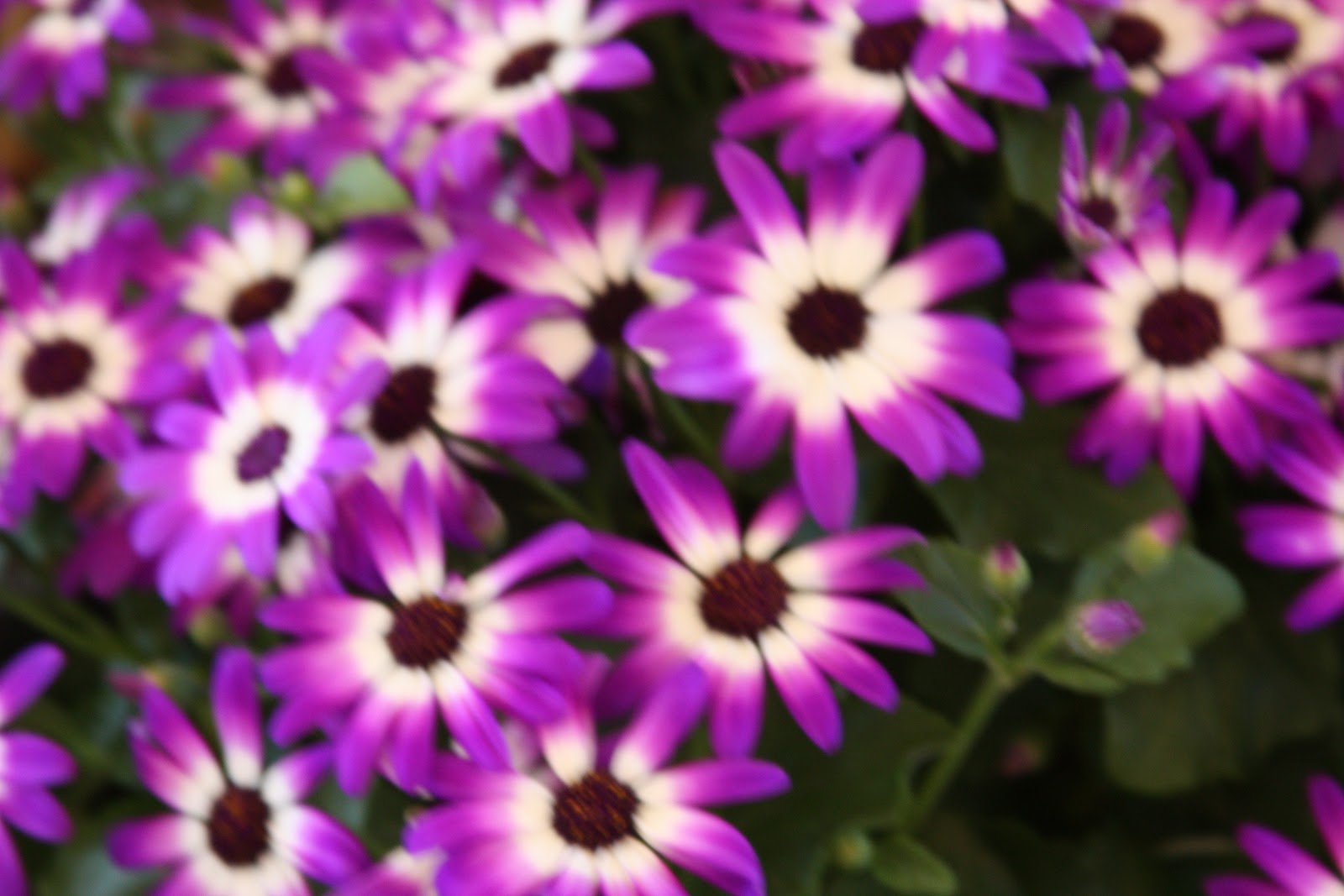 Pericallis - formerly Senecio or Cineraria from Senetti/Costa Farms