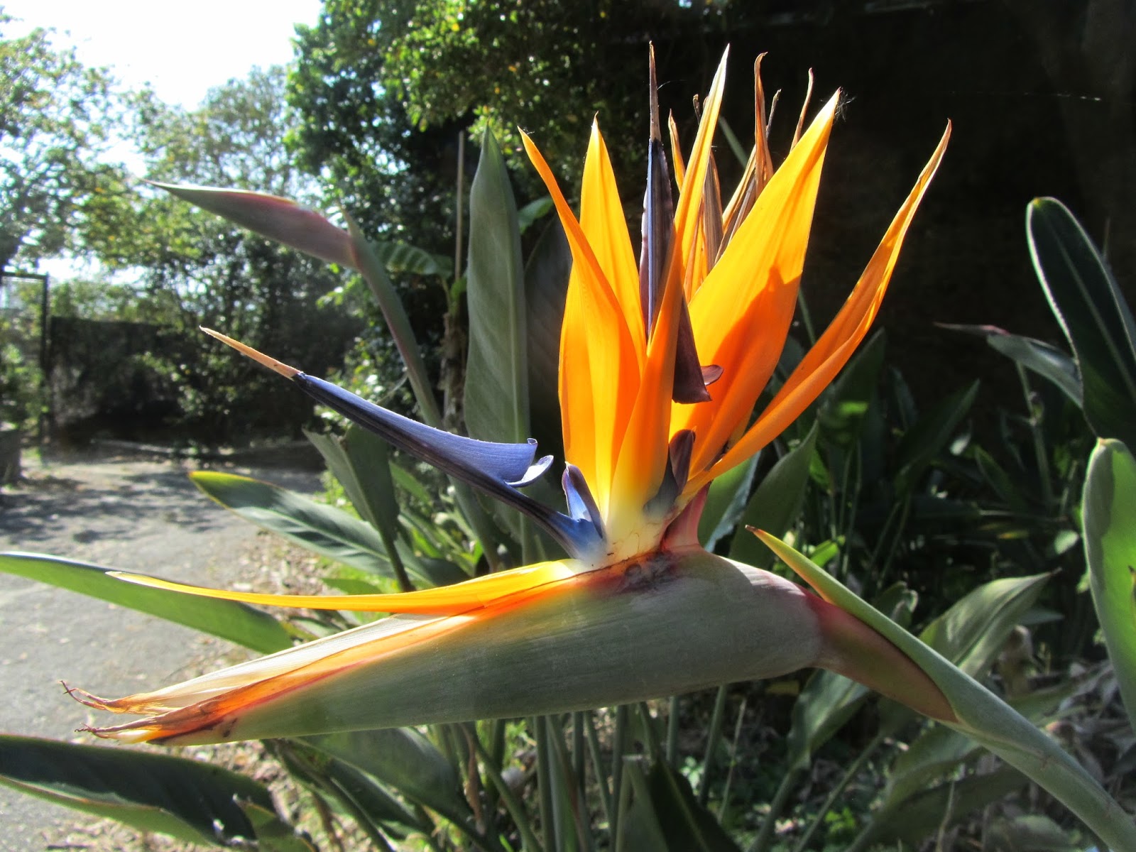 Come Coltivare la Strelitzia reginae, una Pianta dal Fiore a Forma di ...