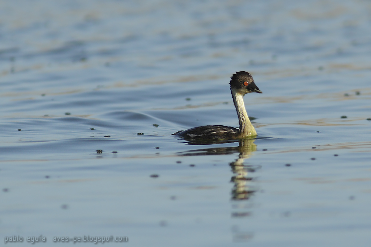 mis fotos de aves: Podiceps occipitalis Macá Plateado Southern Silvery ...