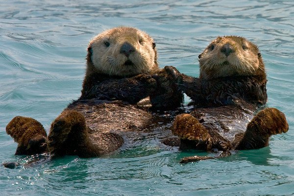 Otters – The Life of the Sea