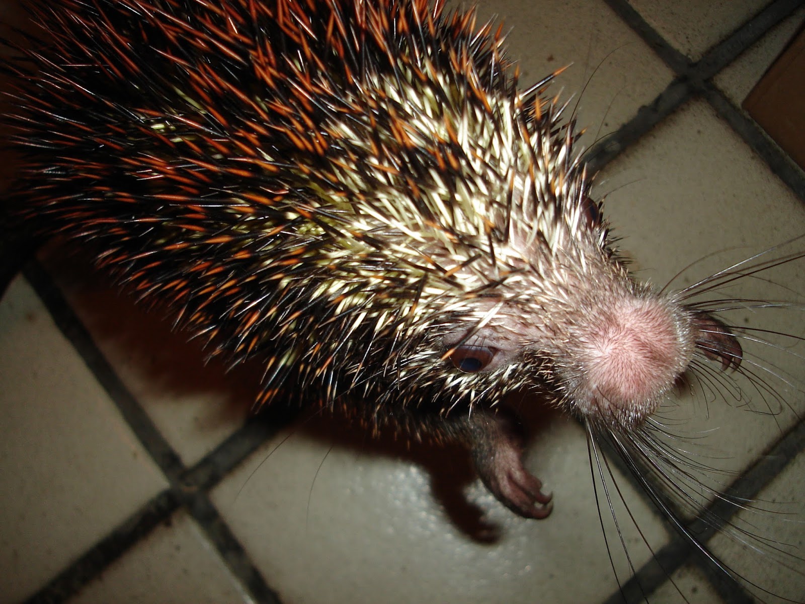 Species New to Science: [Mammalogy • 2013] 'coandu-mirim' | Coendou ...