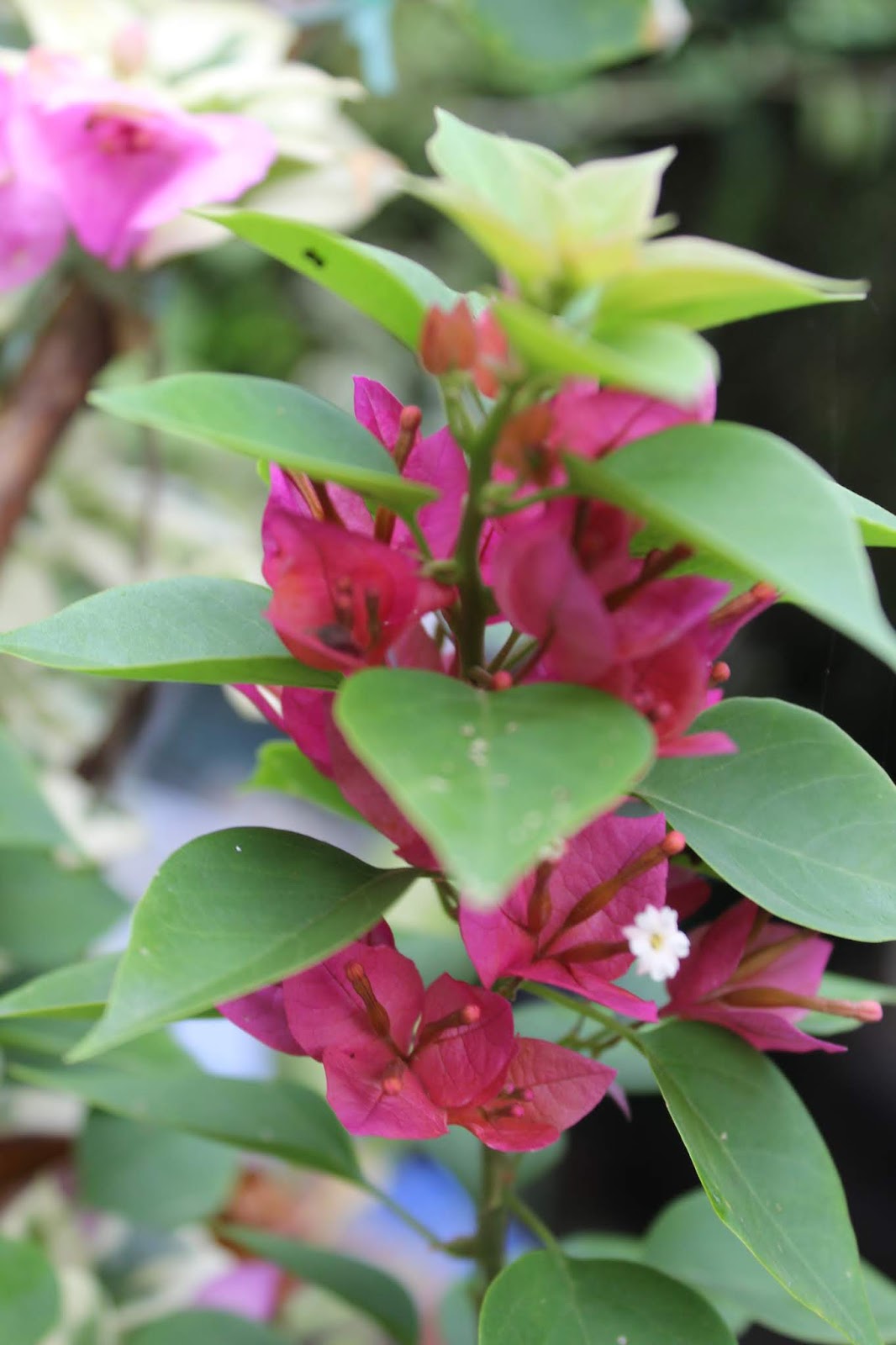 Segar Jiwa Melihat Pesona Bunga Kertas