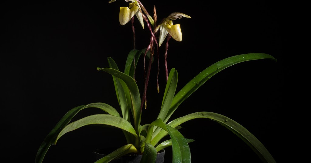 Grow and care Paphiopedilum philippinense orchid - The Philippine Paphiopedilum | Travaldo's blog