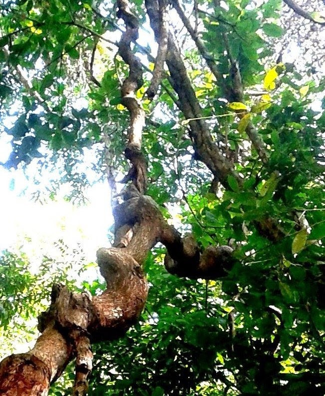 pokokkayu@gmail.com: Entada spiralis (Sintok)