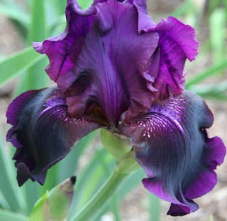 Getting back to basics: My Iris plants.......Mother Nature at her best.