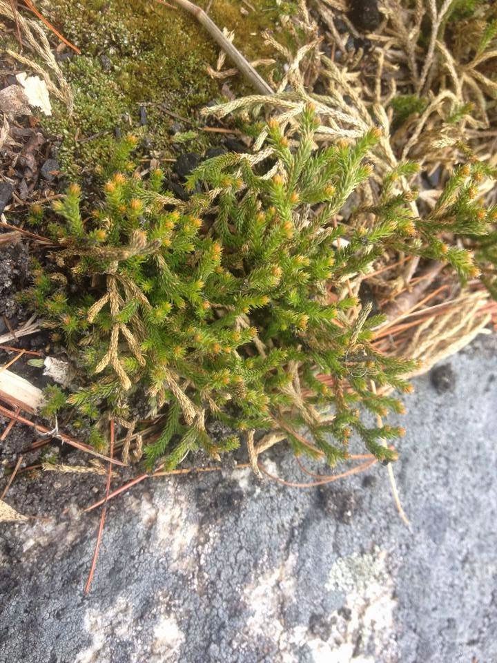 SAPS-NCGA: Panthertown Valley hike with Dan Pittillo