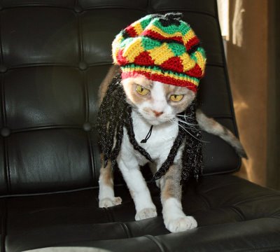 Legal Cannabis Consumers Private Club in Barcelona.: RASTA CATS