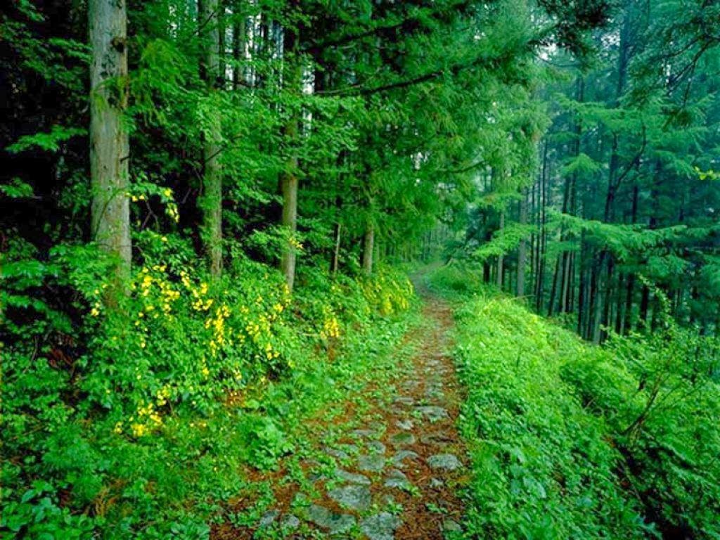 Andy foto natura: Bosques hermosos