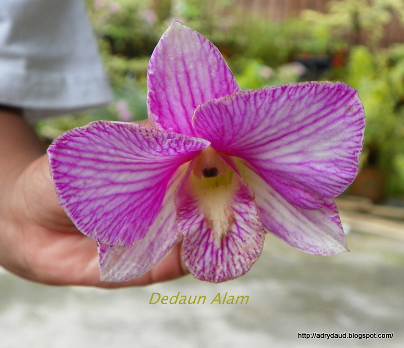 Dedaun Alam: Orkid - Satu Ketika & Kini