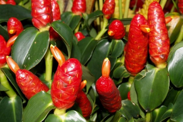 83+ Tanaman Lempuyang