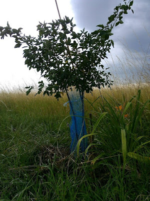 Le Douaire. Île de Vivre.: Tout sa voir sur le CYTISE, Faux ébénier ...