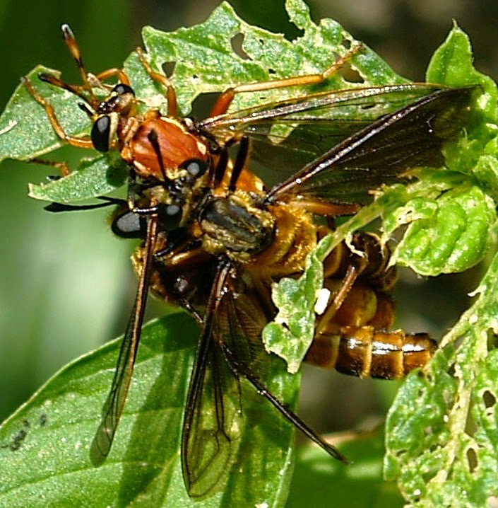 Arizona: Beetles, Bugs, Birds and more: Fascinating Flies