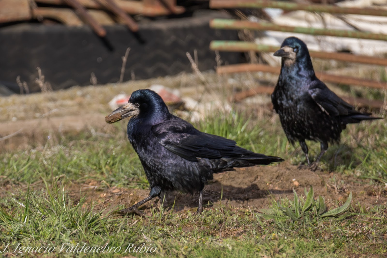 DocNatureBlog: Un ave con un aspecto poco agraciado y con enigma. Graja ...