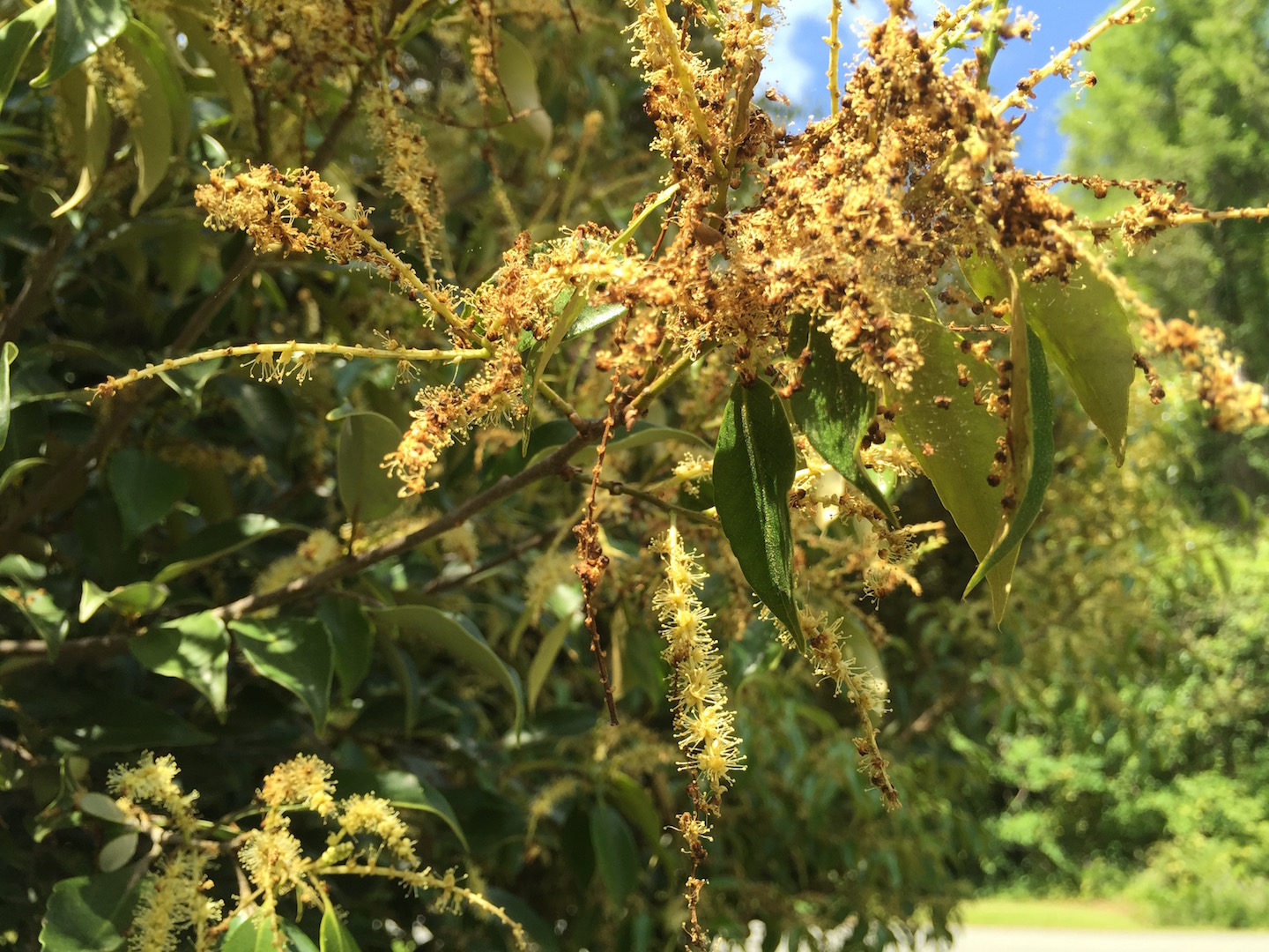 MARIETTE'S BACK TO BASICS: {Castanopsis Cuspidata (Japanese Chinquapin ...