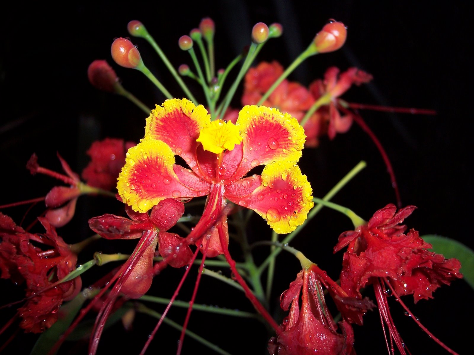 Snap-Ping: Dwarf Poinciana