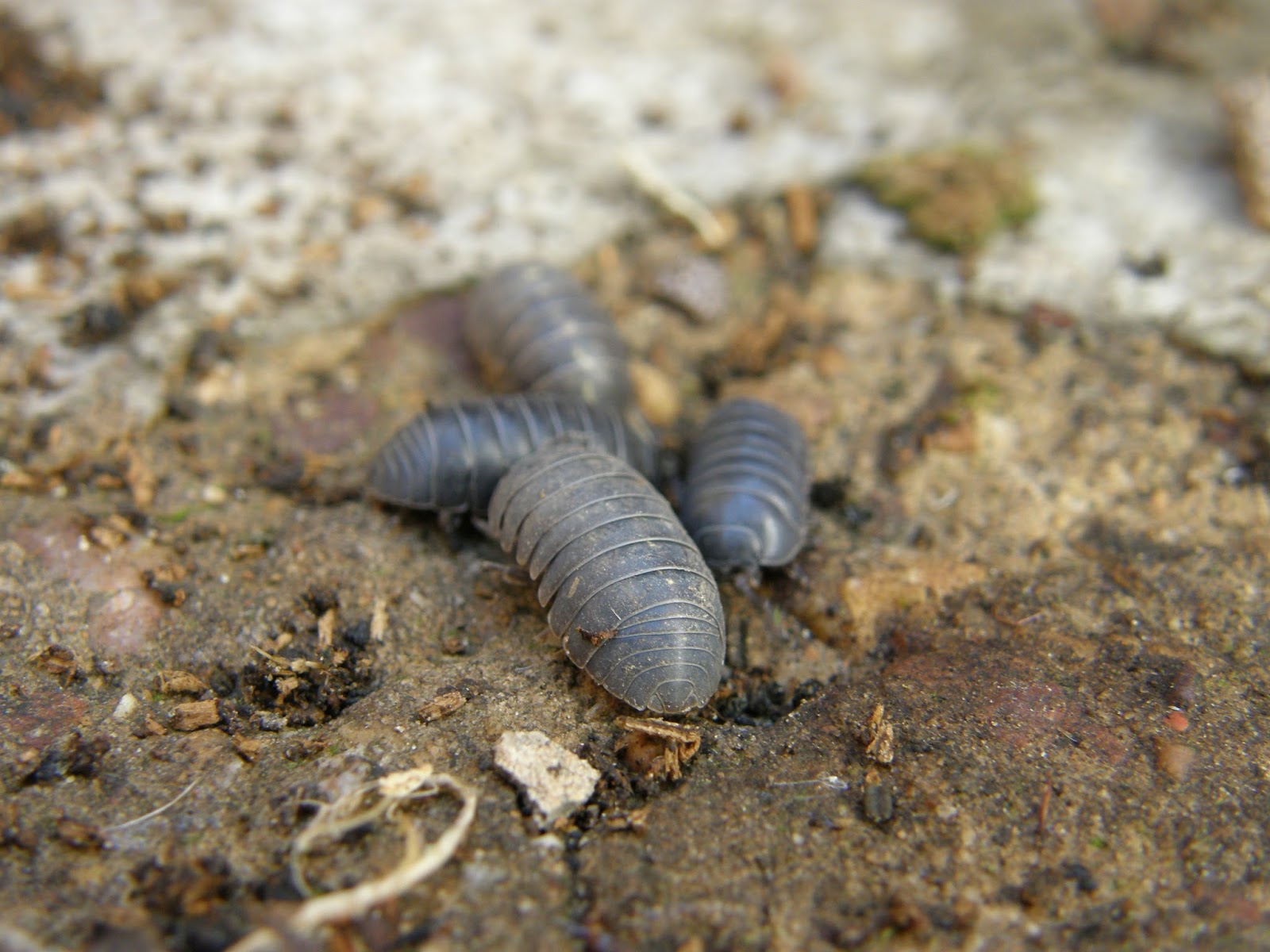 Bichos y fotos: Los insectos, tan cerca y tan desconocidos...