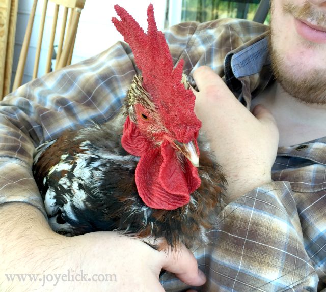 How to train a rooster to be nice (or at least to stop attacking you ...