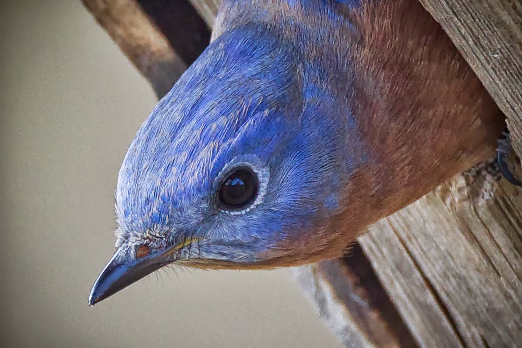 Feather Tailed Stories: Eastern Bluebird, Havenwoods State Forest