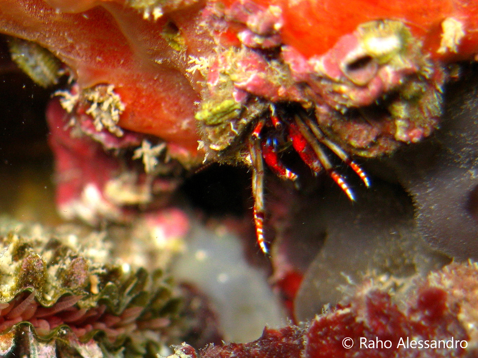Necton e Plancton: Crostacei: Paguro Tubicolo