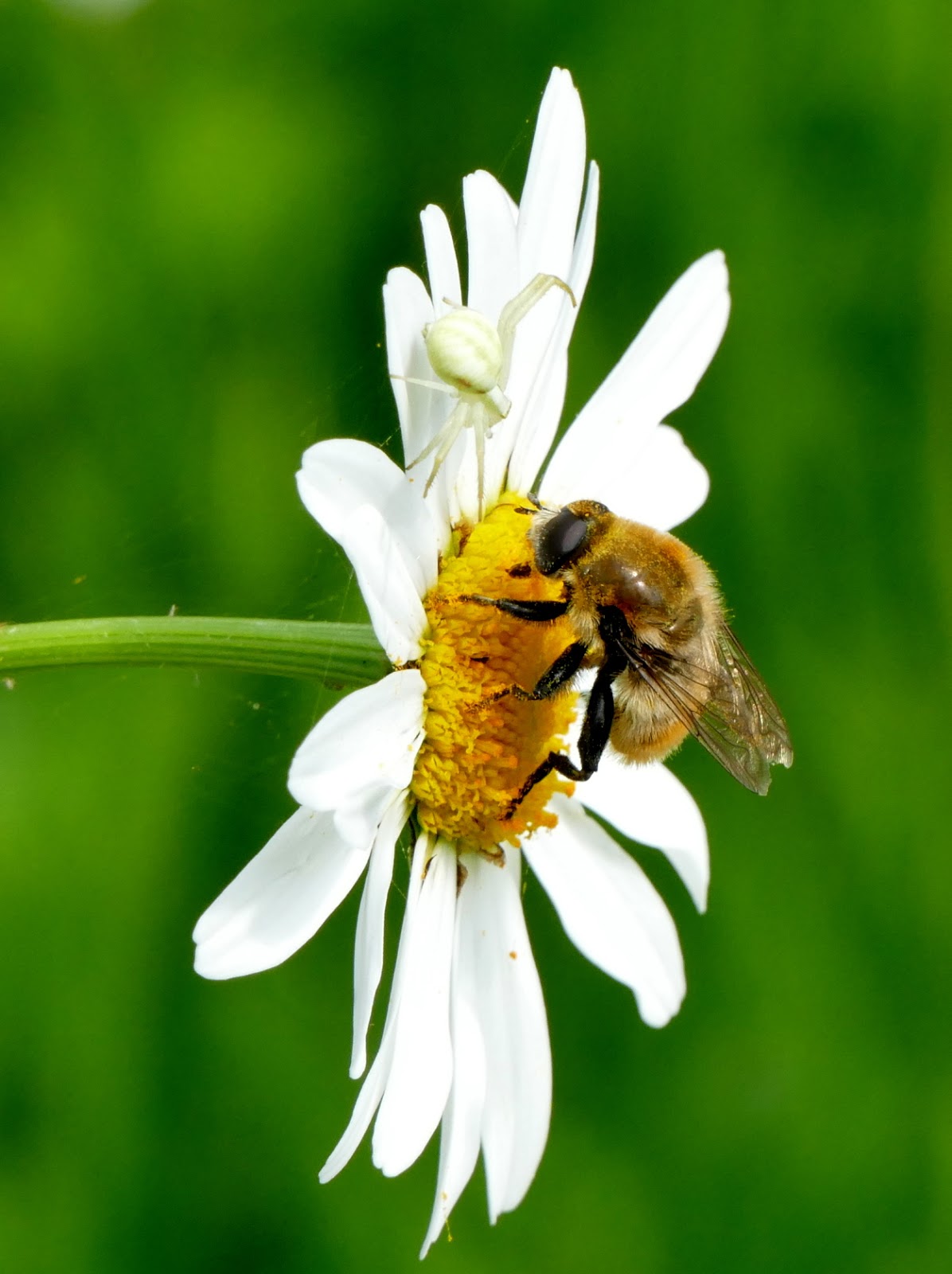 Peter Lovett's ramblings : Subterfuge and camouflage in nature: a bee ...