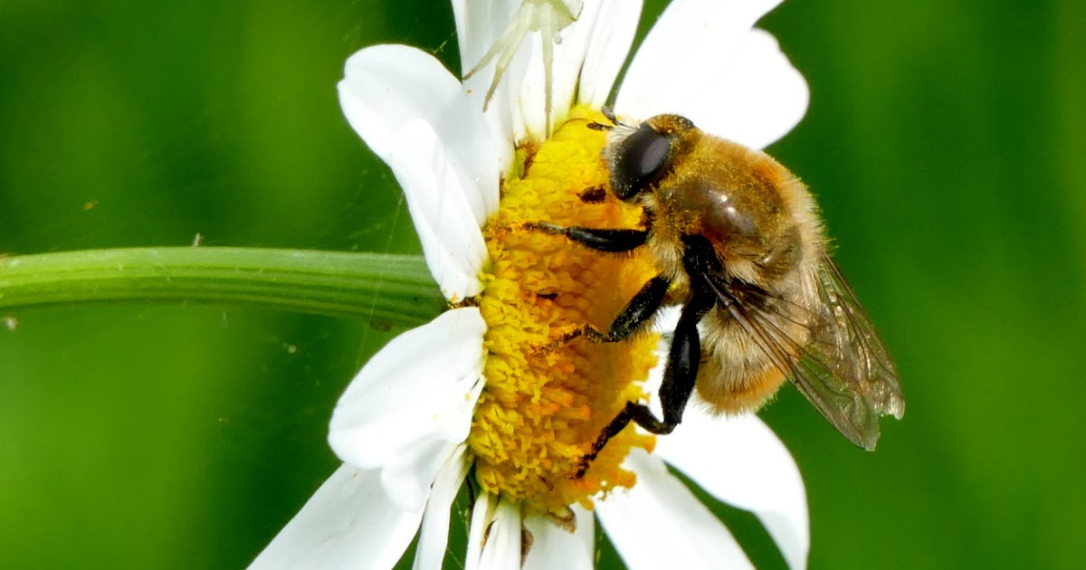 Peter Lovett's ramblings : Subterfuge and camouflage in nature: a bee ...
