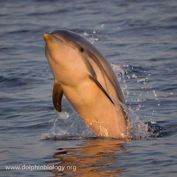 Dolphin Biology and Conservation: A closer look