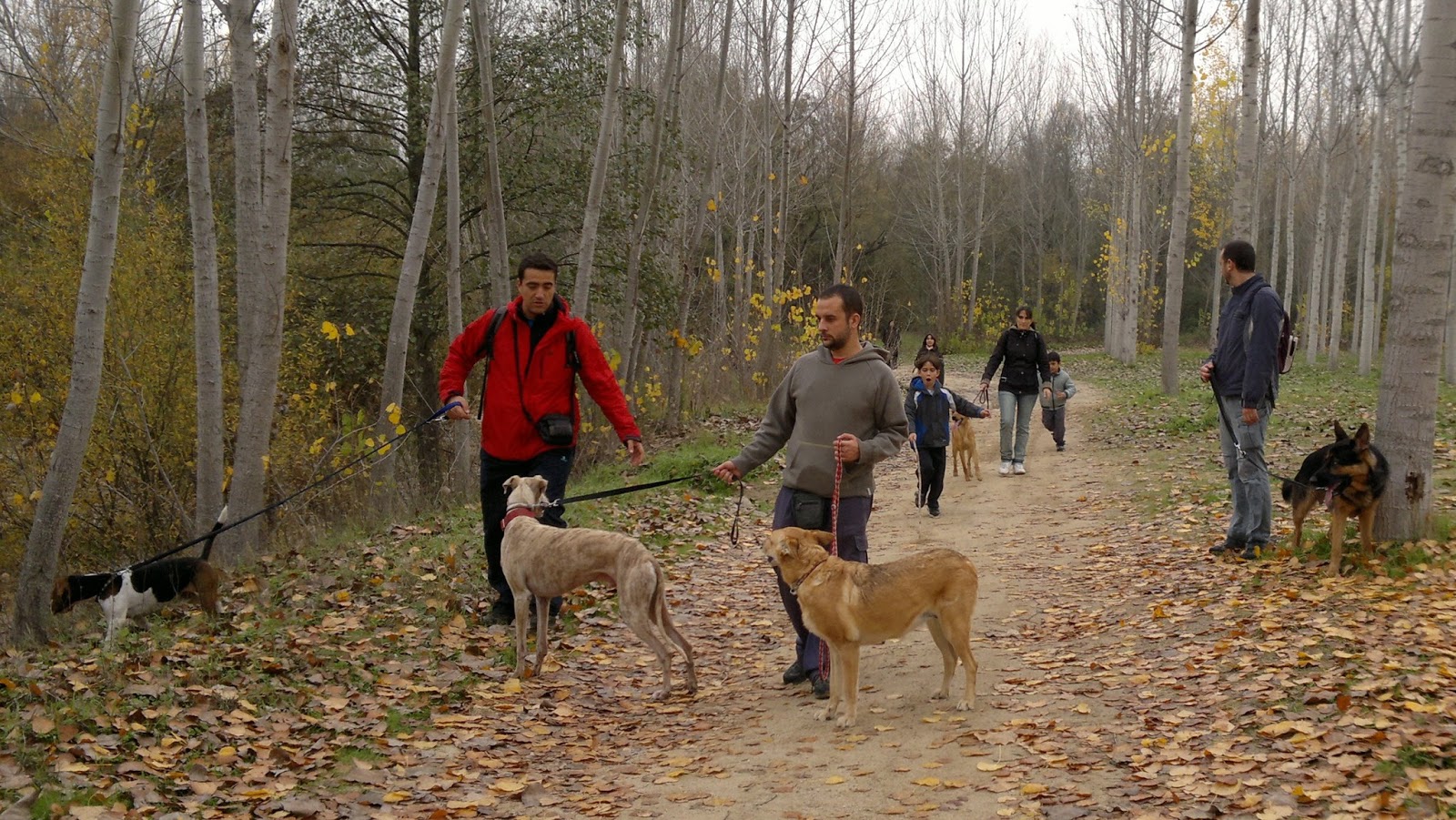 Paseo con mi perro: La importancia y beneficios de los paseos
