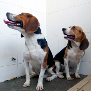 An extra-muscular beagle has been created through myostatin inhibited ...